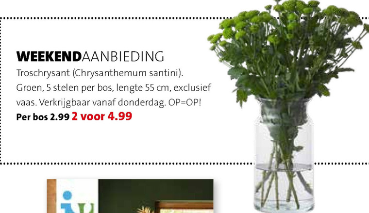 chrysant folder aanbieding bij Intratuin - details